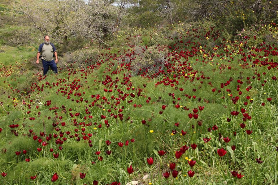Biodiversity of Cyprus by NGO Protection of the Natural Heritage and ...