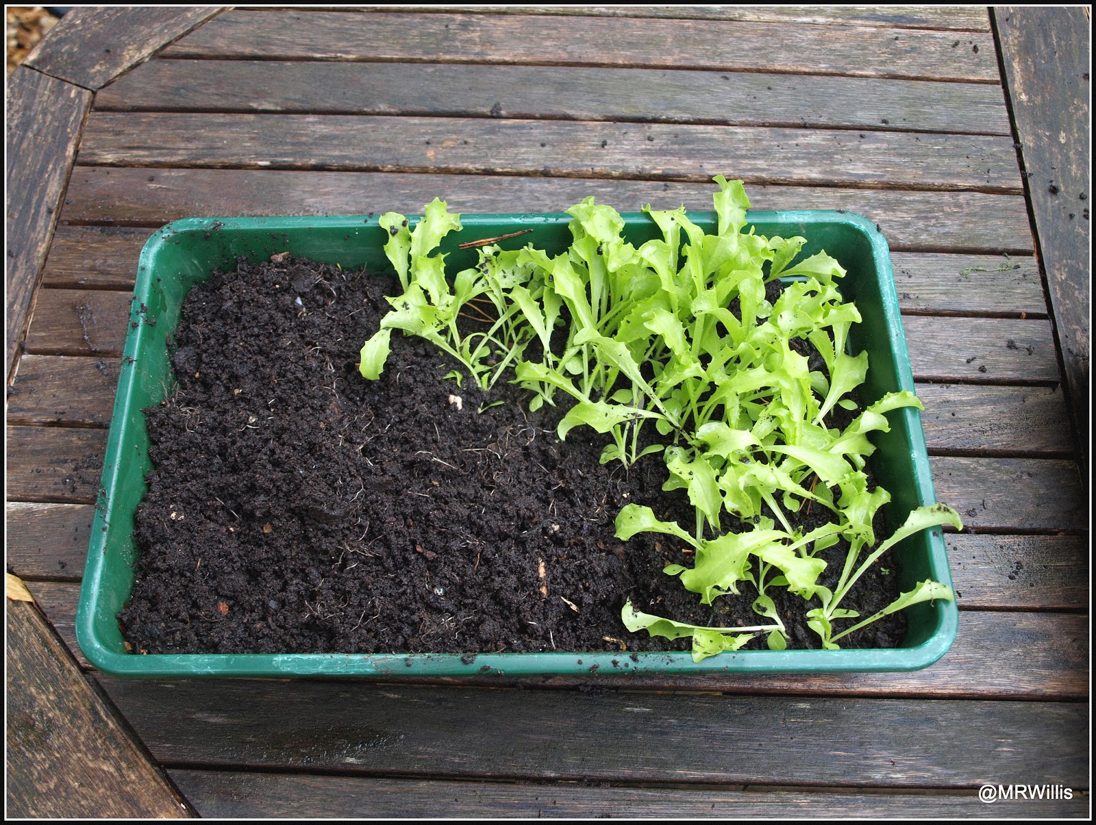 Mark's Veg Plot: Pricking-out Endive seedlings