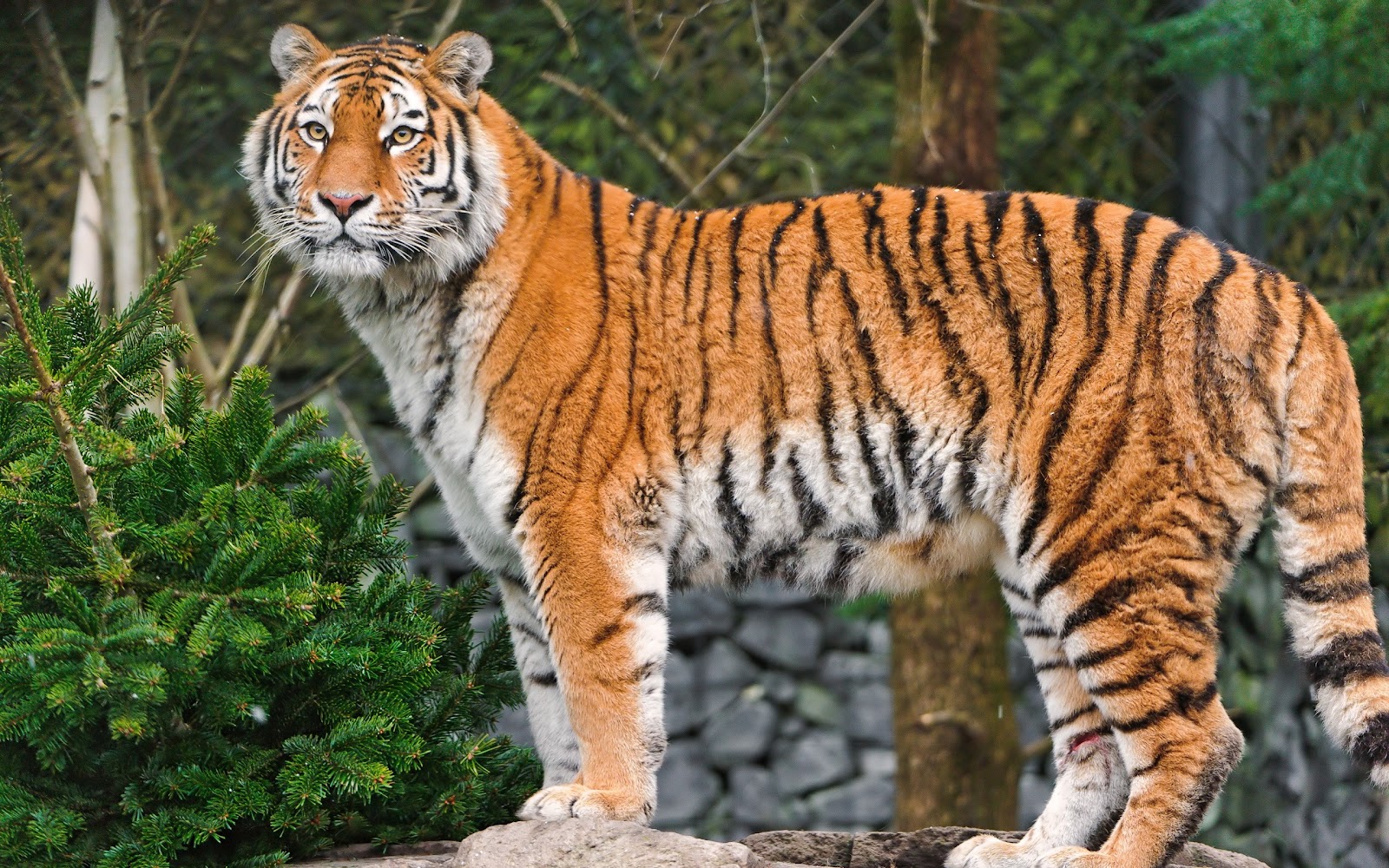 O Livro da Natureza: Tigre