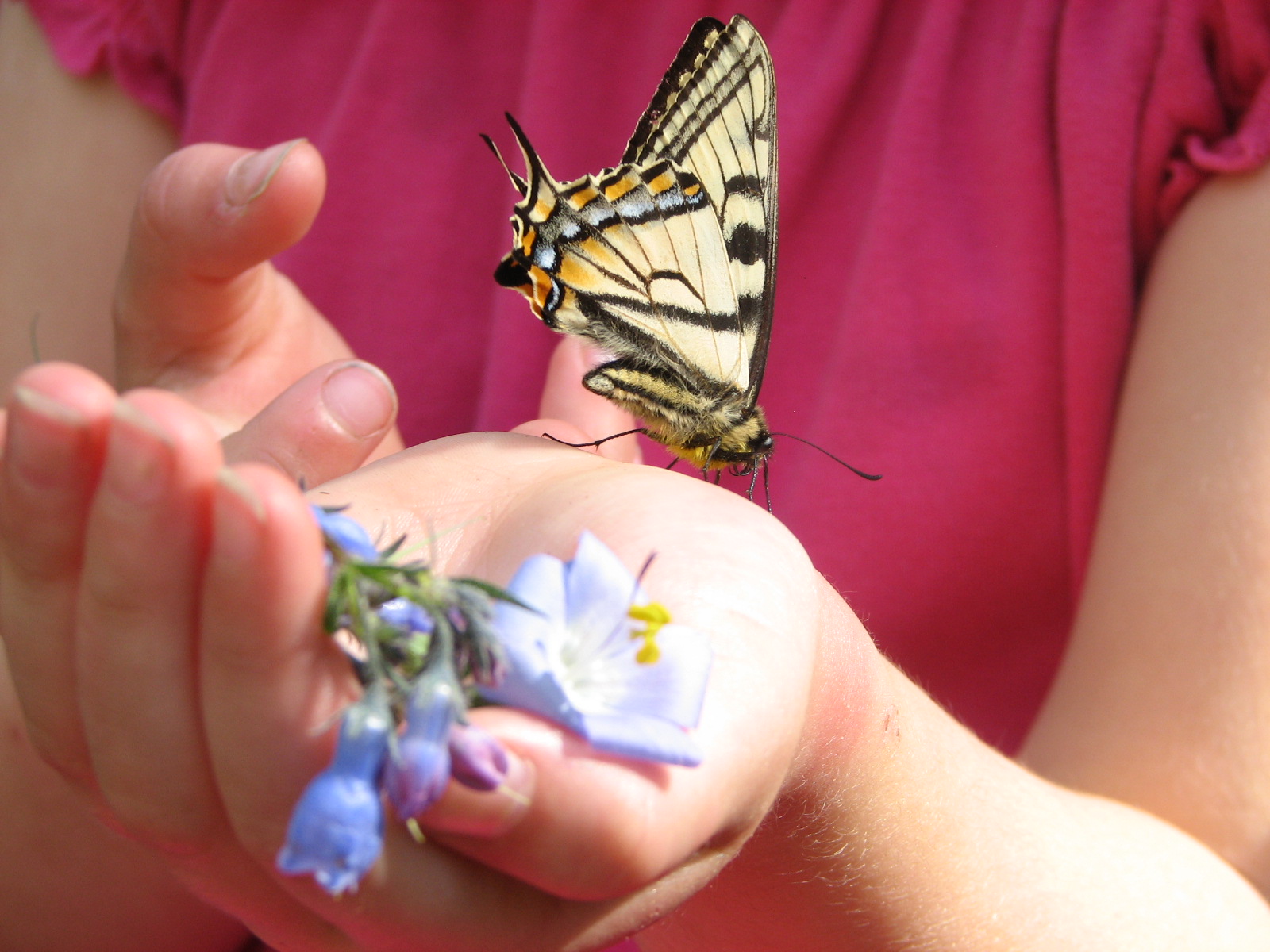 A Family is an Adventure: How to Feed a Wild Butterfly