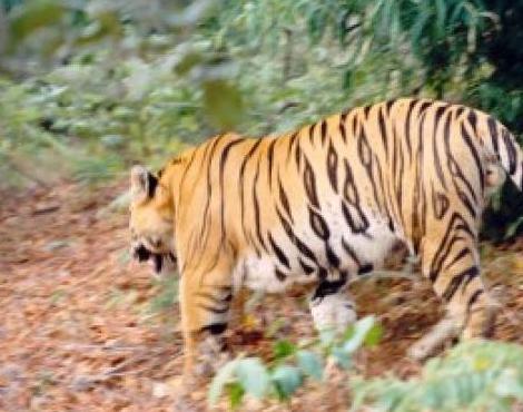 Animals Unique: Tiger