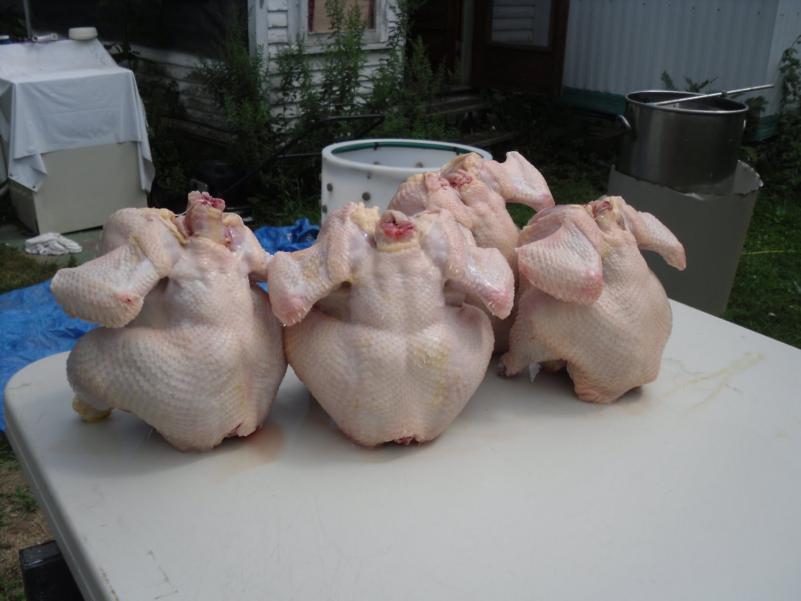 ~Simply Loving Home~: Sending Chickens To Freezer Camp