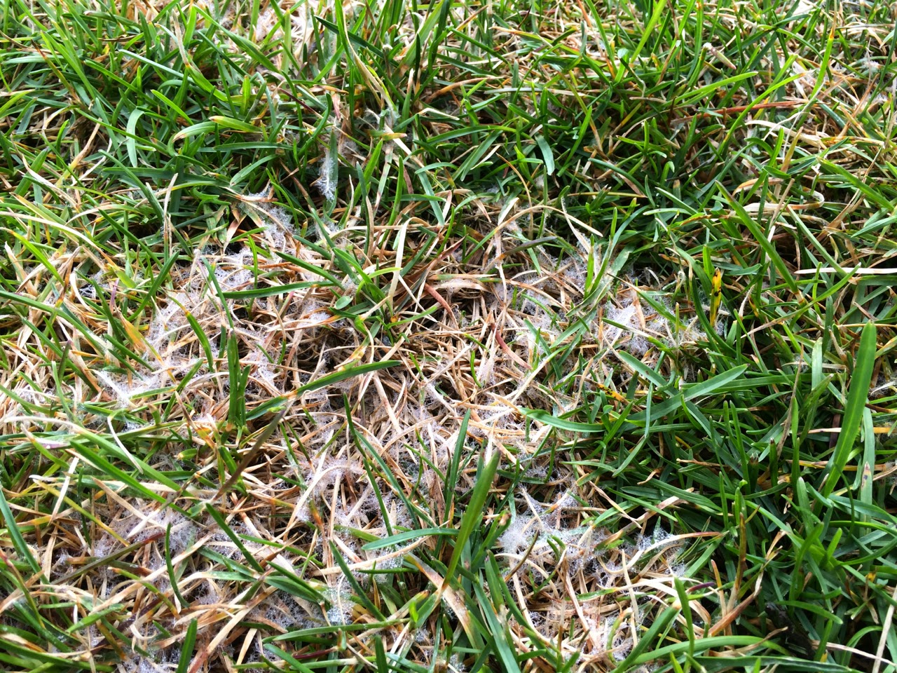 Michigan State University: Dollar Spot Runs Rampant