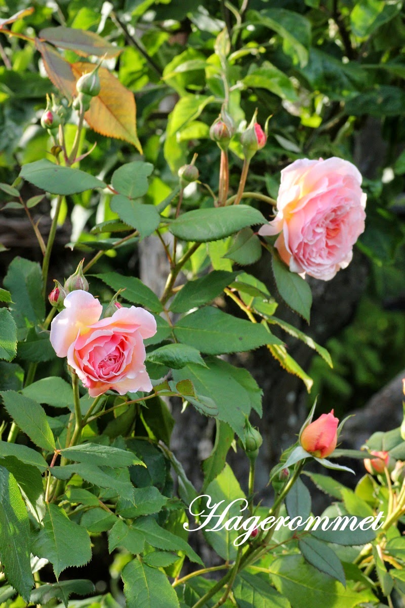 Hagerommet: Rosene er i full blomst....
