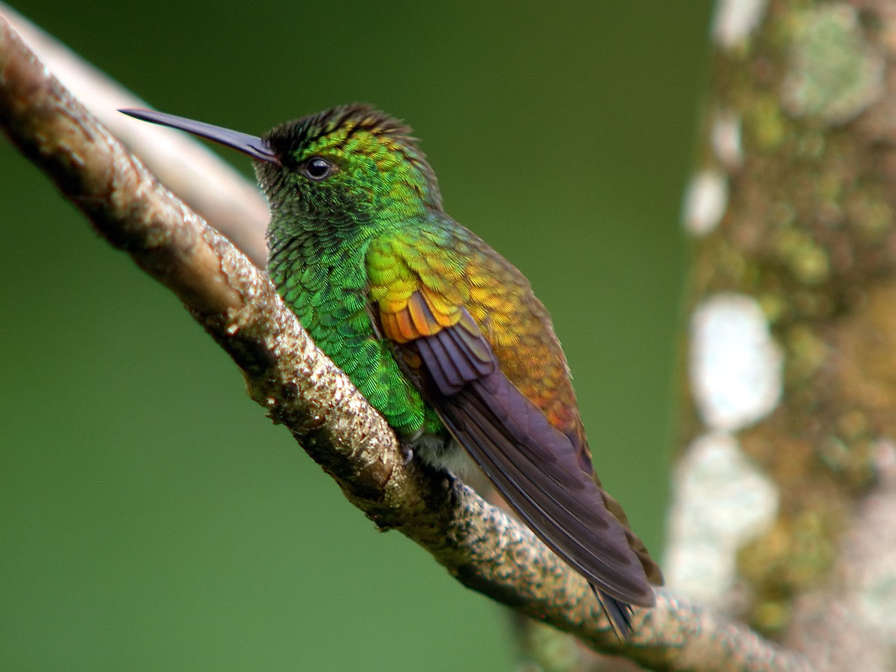 Beautiful Hummingbird Bird Desktop Backgrounds