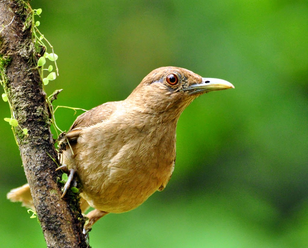 Bellas Aves de El Salvador: Turdus grayi (chonte o senzontle) Residente