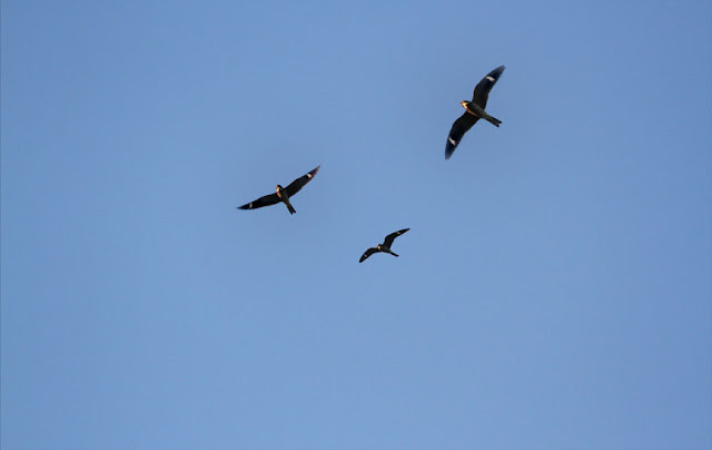 B.I.R.D.: Common Nighthawk Migration