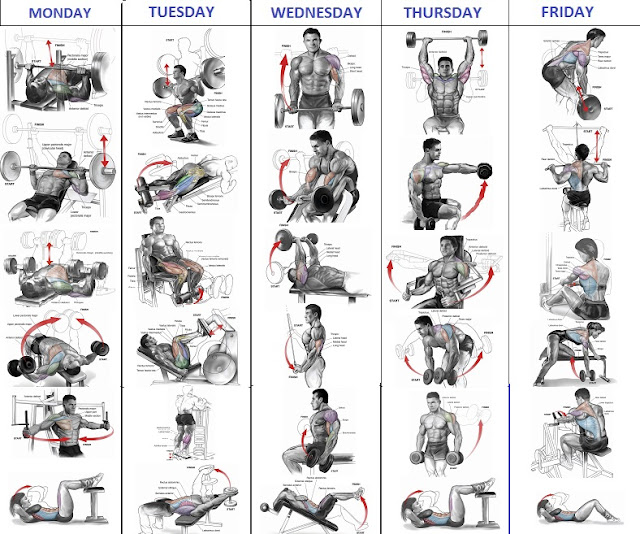 Best Workout Routine to Get Big Fast - Bodydulding