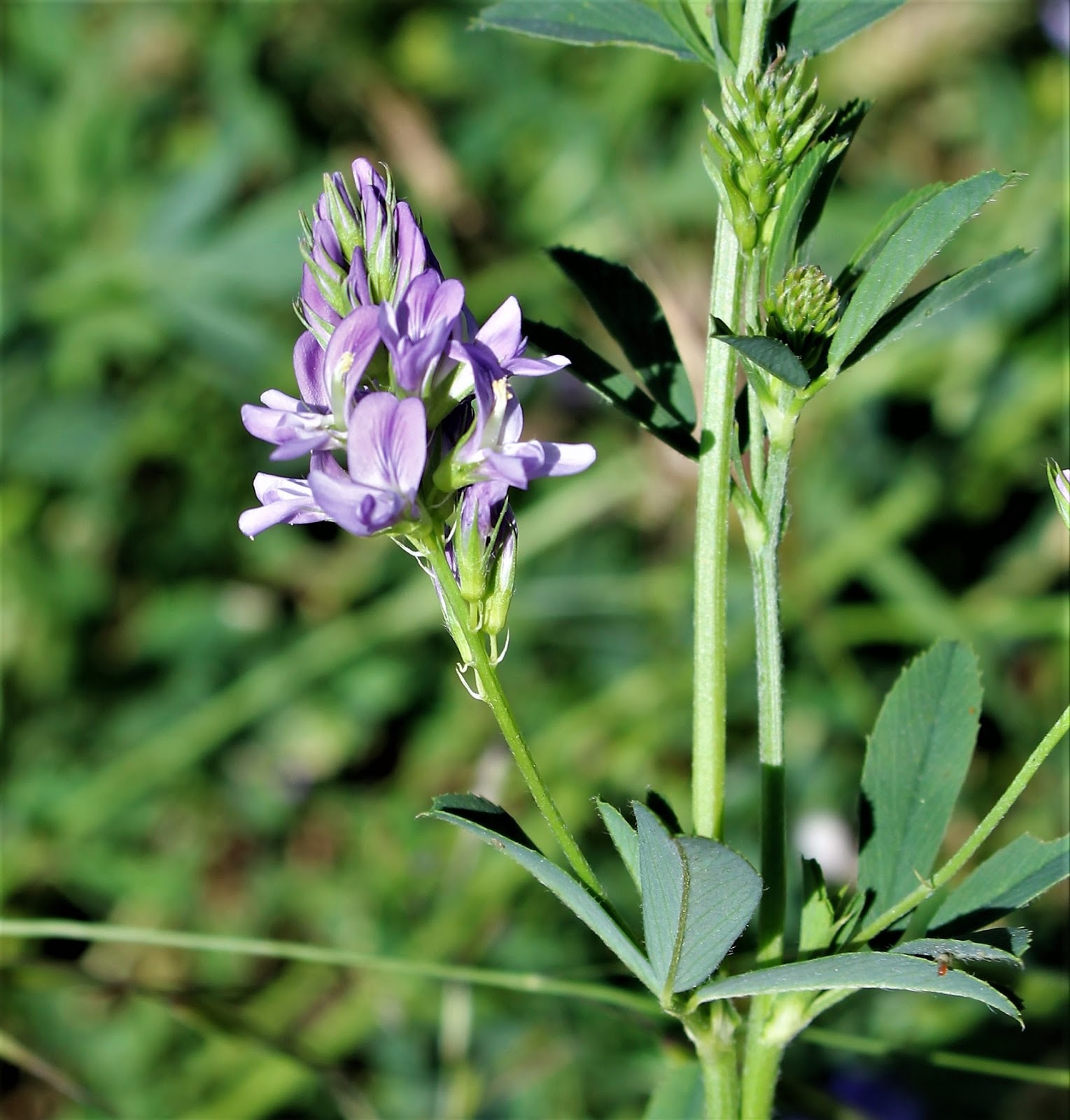 Plantas: Beleza e Diversidade: Luzerna (Medicago sativa)