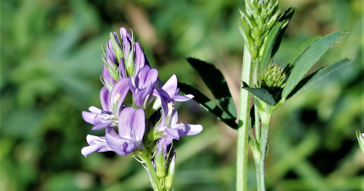 Plantas: Beleza e Diversidade: Luzerna (Medicago sativa)