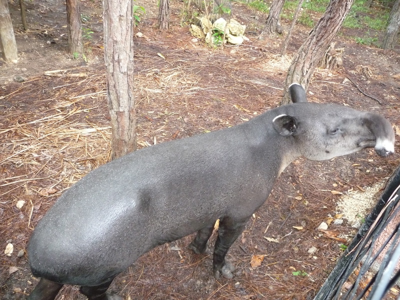 The Reeds in Belize: Trips