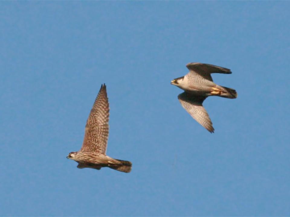 Spreebird wildlife: Shaheen SHAHEEN FALCON (Military state-bird of the ...
