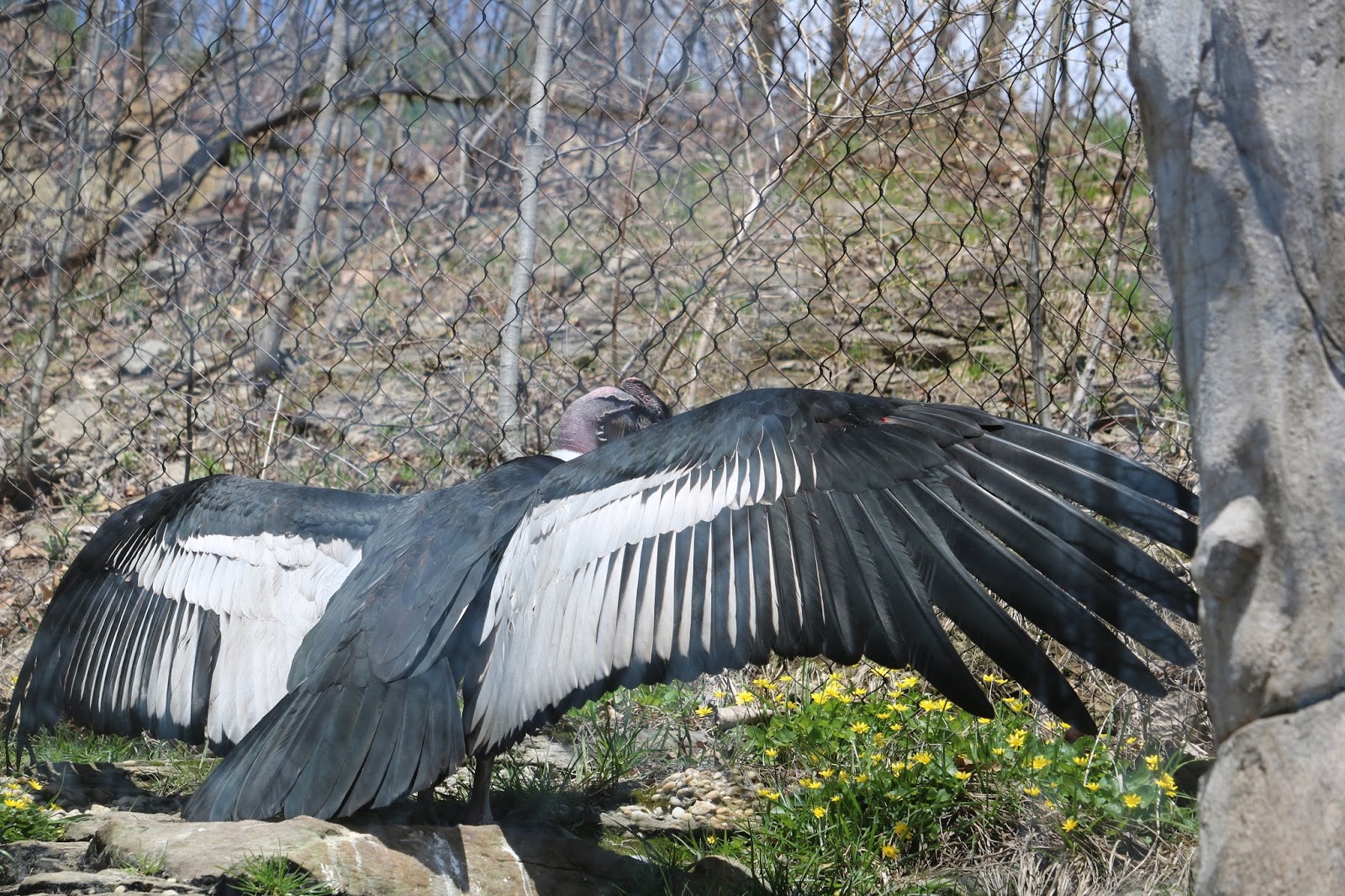 Turkey Vulture / /Andean Condor At The Akron Zoo