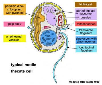 Biologyworld - Best notes for students: EUKARYOTIC & PROKARYOTIC CELLS