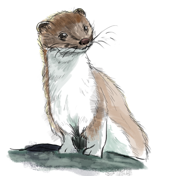 Johanson Illustration