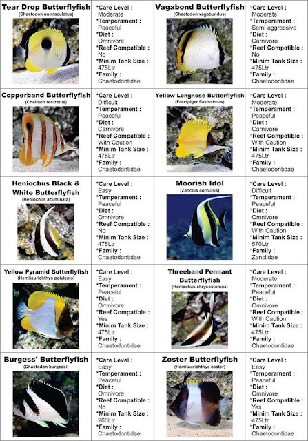 hardy boy: Coral Reef Fish Names