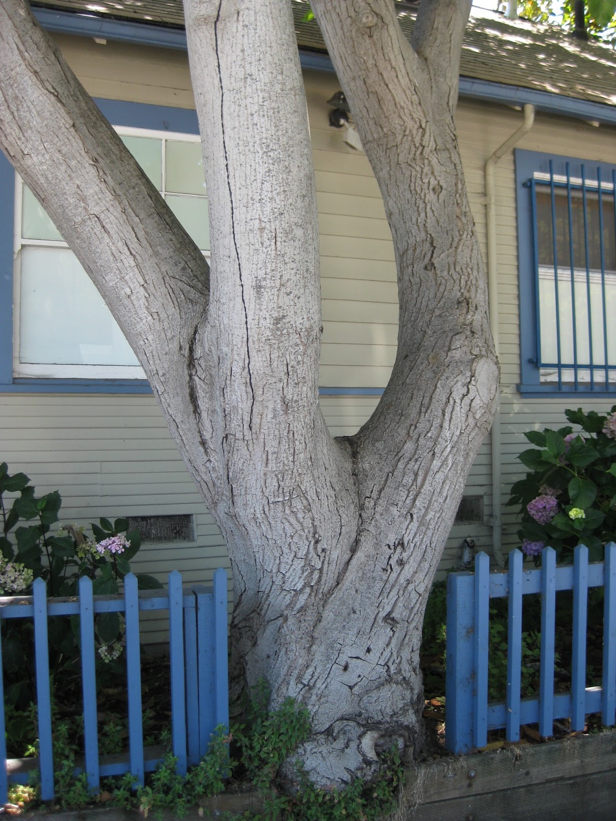 Trees of Santa Cruz County: Juglans regia - English Walnut