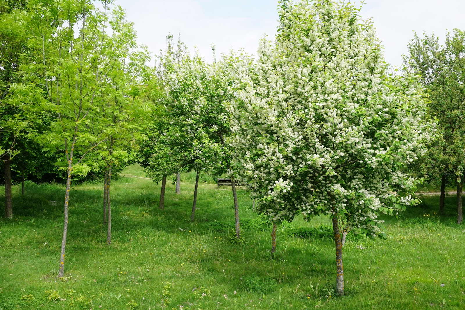 Plantas de Huerta Otea, Salamanca: Serbal blanco, mostajo, (Sorbus aria)