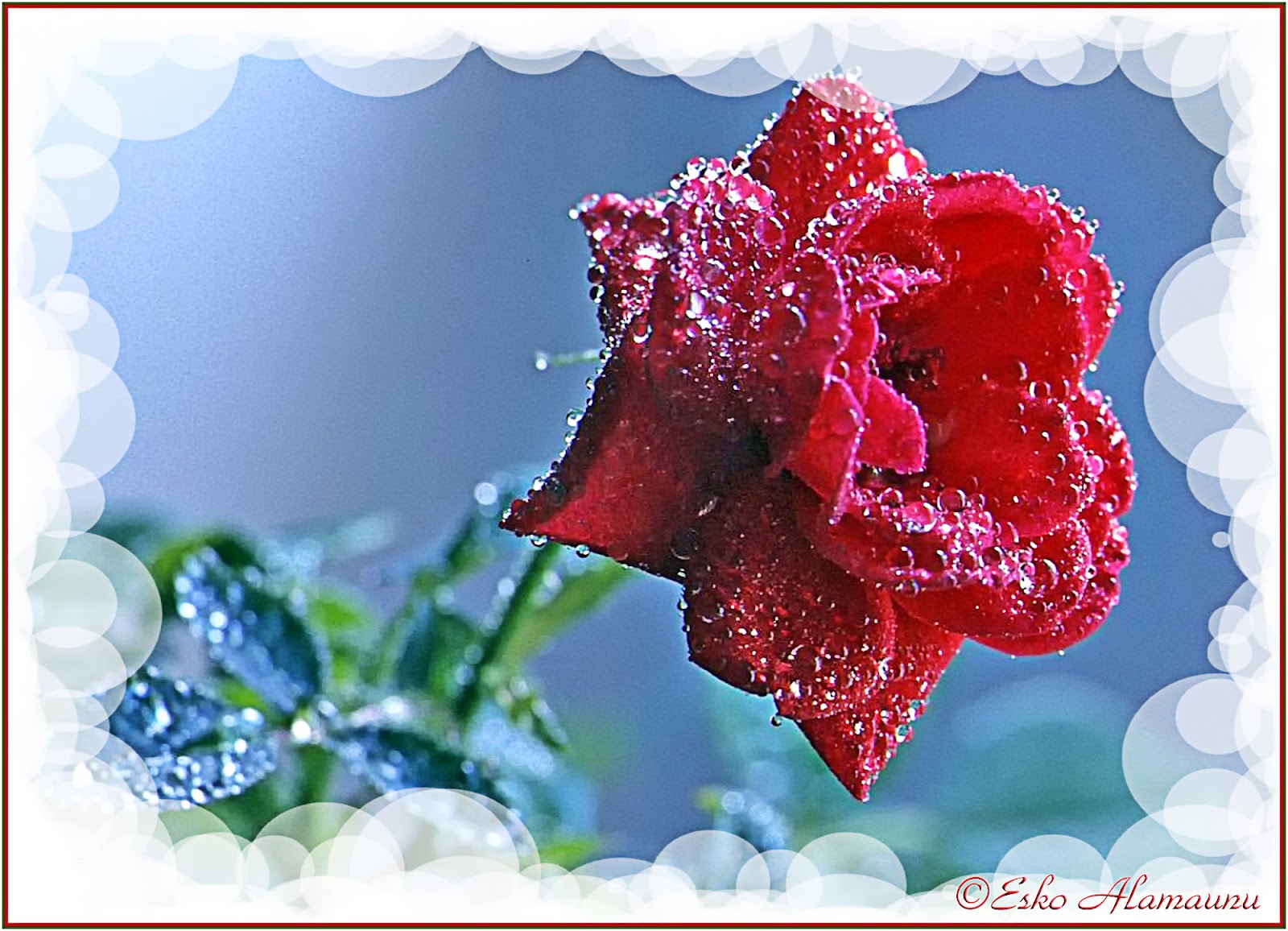 Eko-Kuvia: Onnea Äidit...!