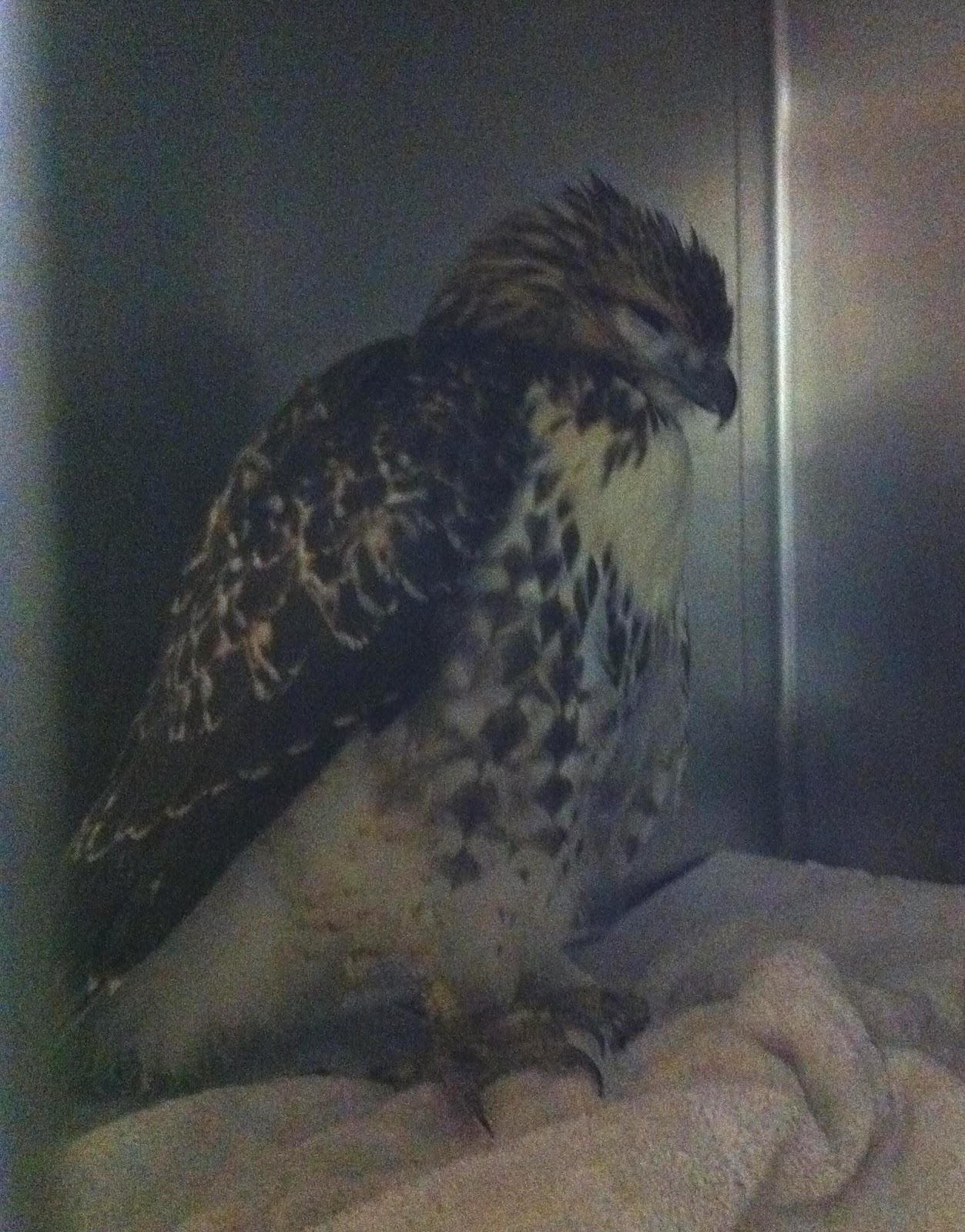 The Owl's Perch: Why Red-Tailed Hawks Are Awesome!