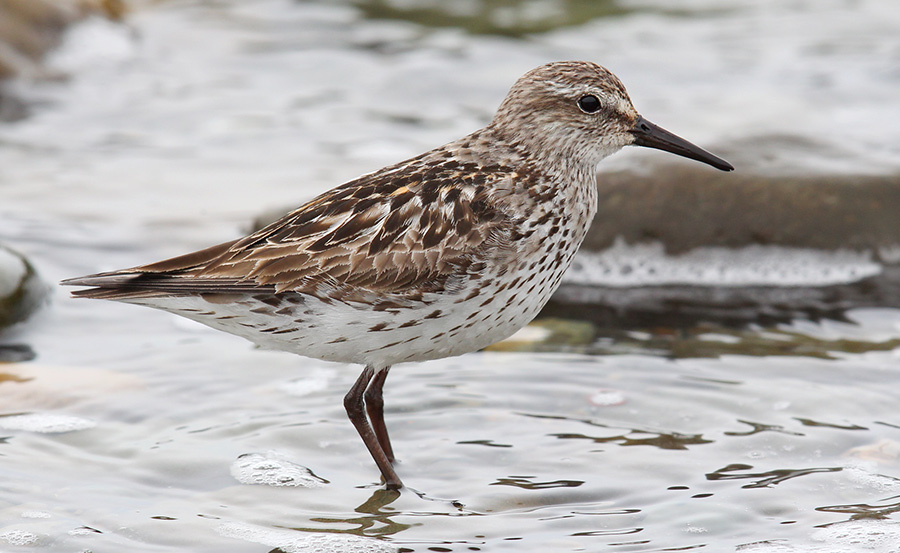 The Bruce Mactavish Newfoundland Birding Blog: A few Common Shorebird ...