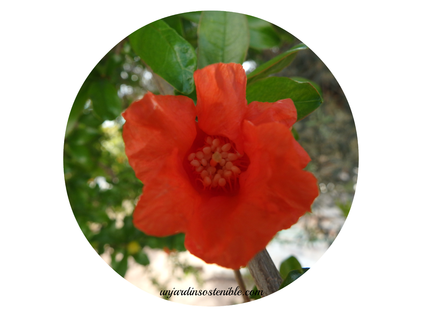 Punica Granatum (Granado)