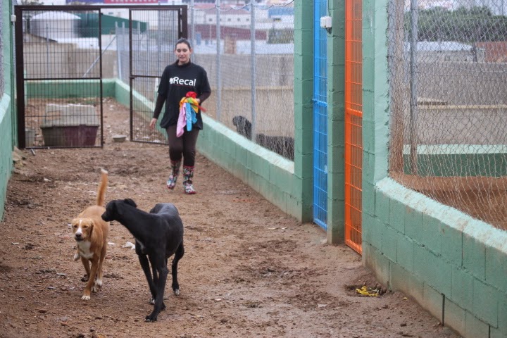 NUEVA IMAGEN DE LA PERRERA