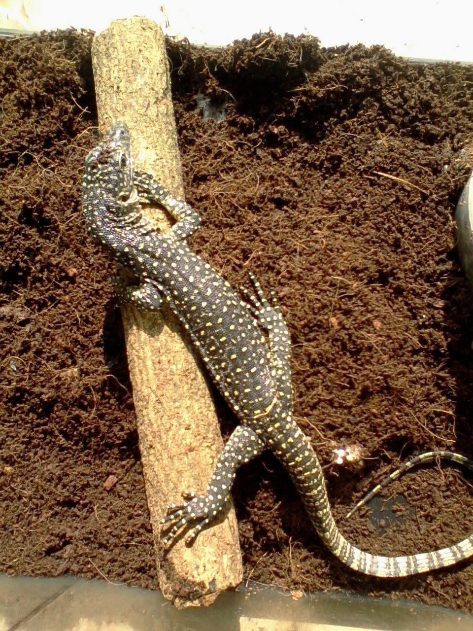 RAWR: Introduksi Awal Memelihara Reptil