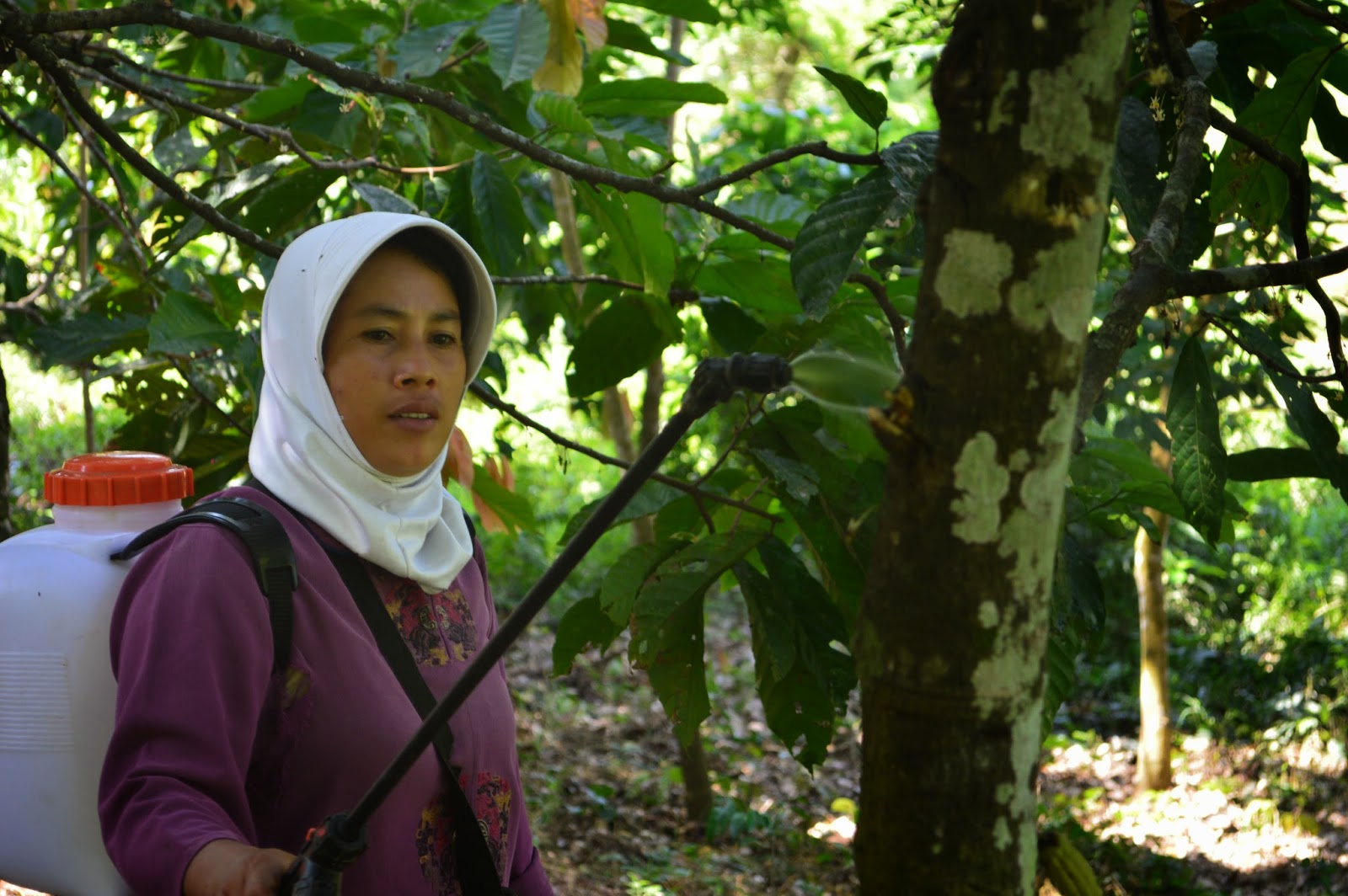 From Aceh to Myanmar: 31 cocoa farmers and growing!