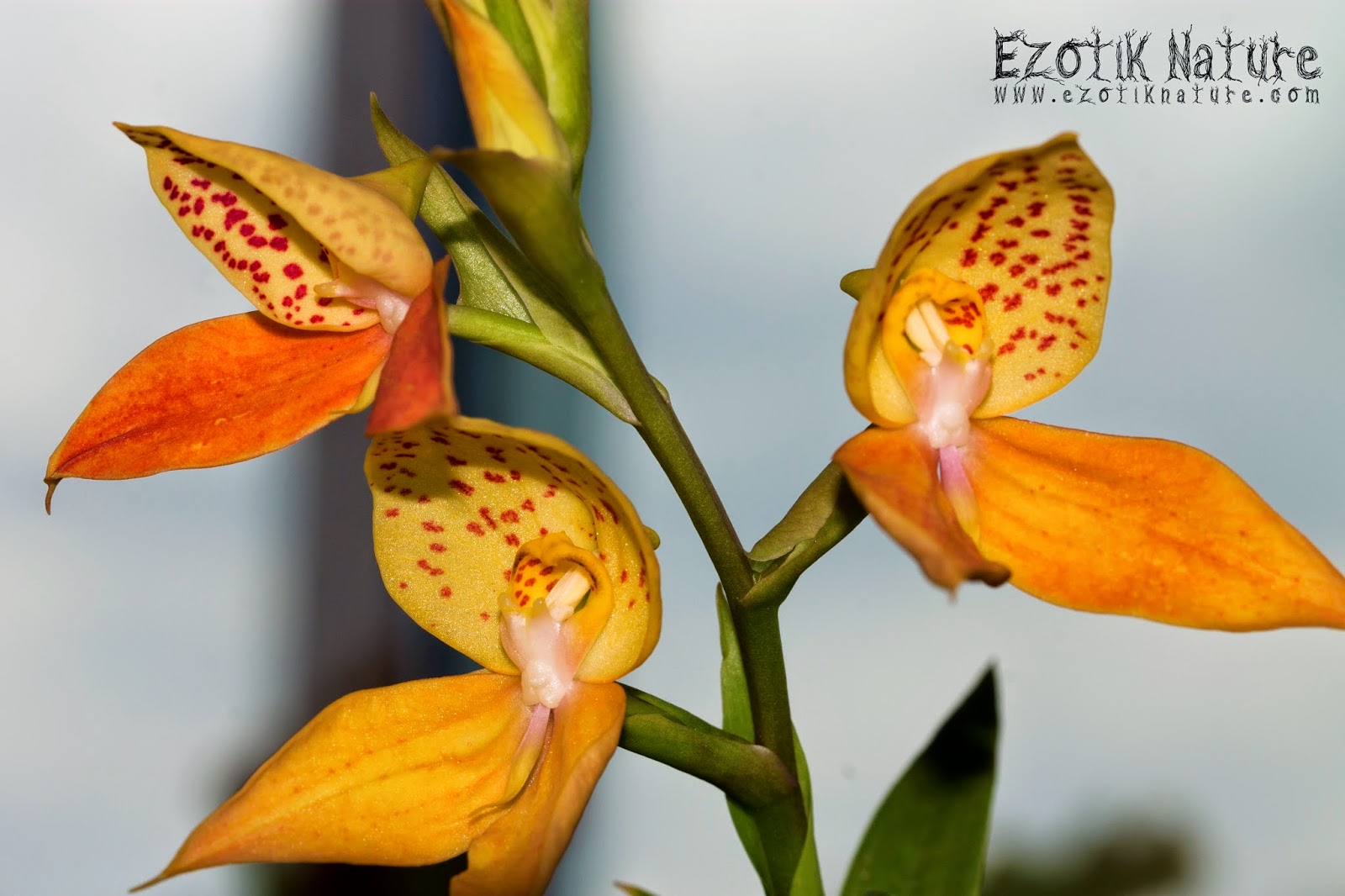 Ezotik Nature: Disa kewensis triple bloom