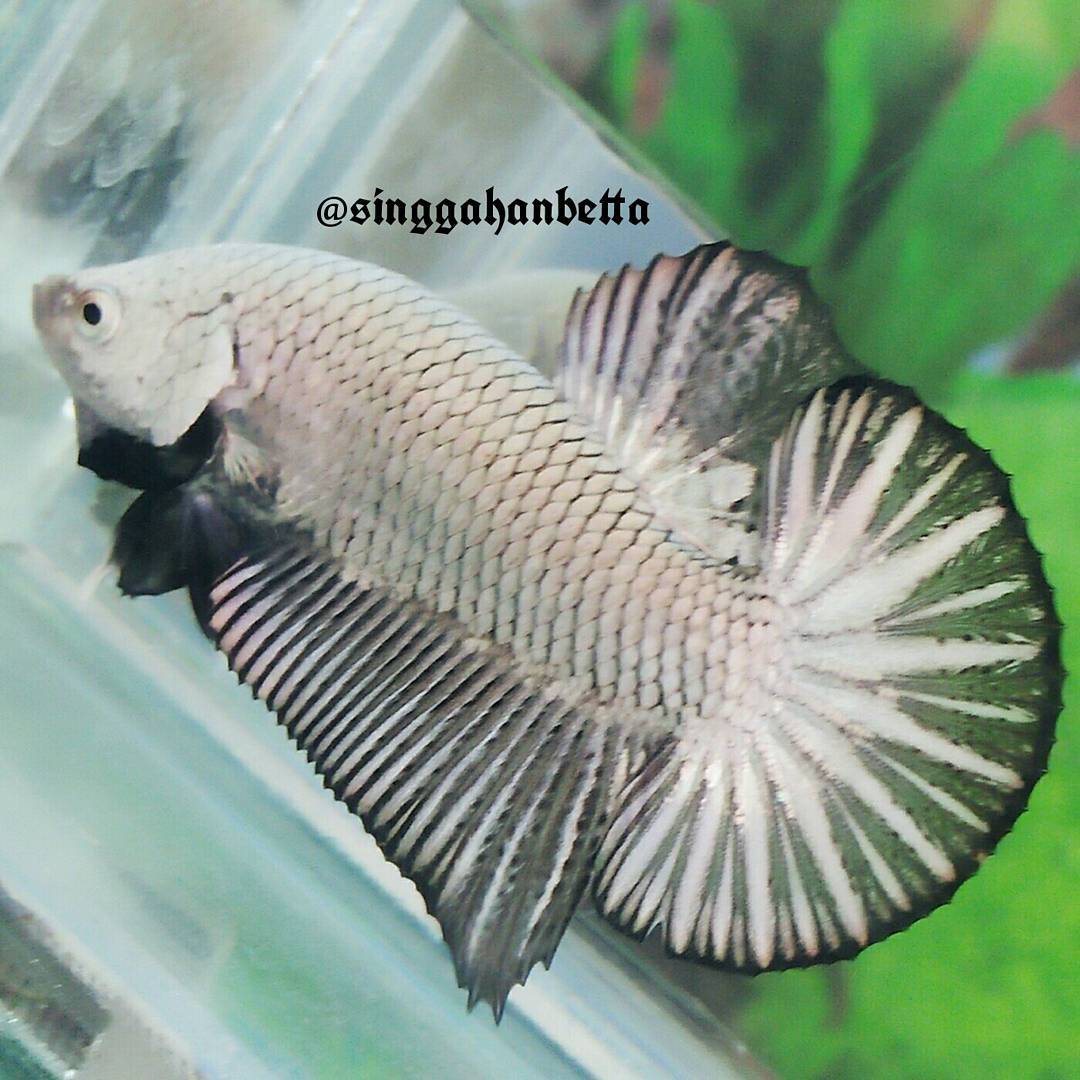 Knowing All Types Of Betta Fish - By Tail, Pattern And Color With Photo ...