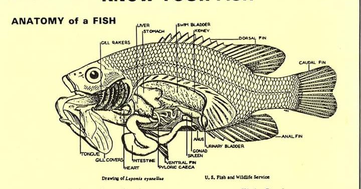 Determining the age of a fish using the scale rings