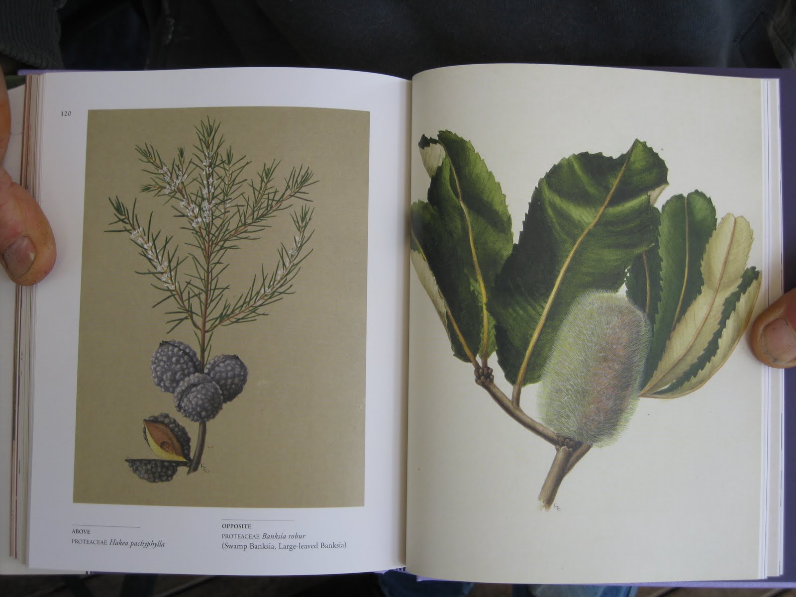 Robin's Double Life: Inspired by Adam Forster's Wildflower Paintings