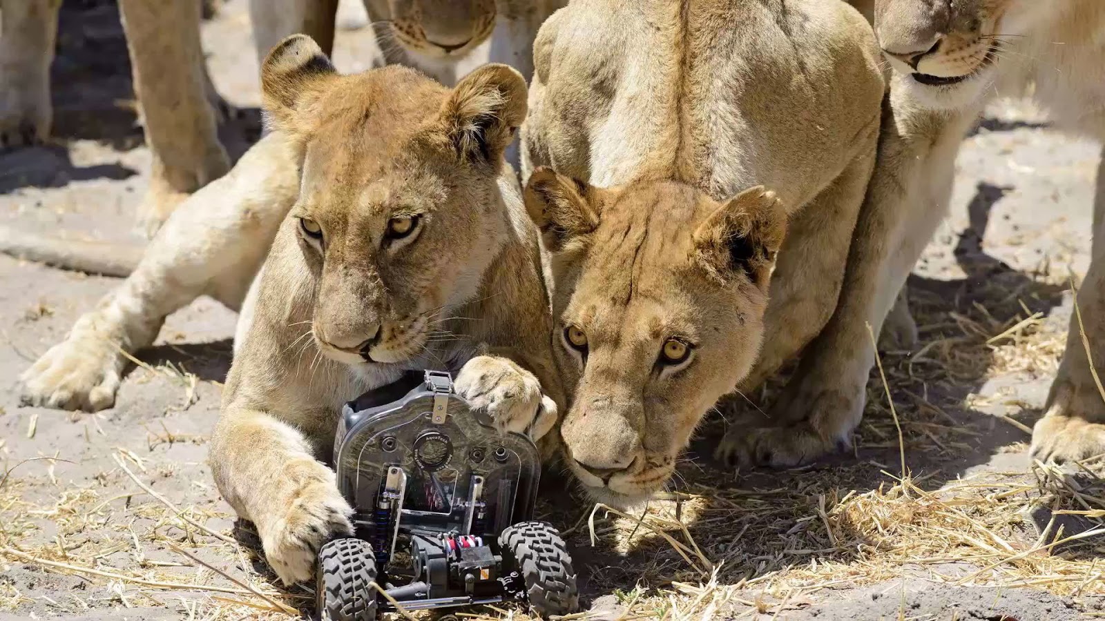 RC camera car meets a pride of lions (22 pics + video) | Amazing Creatures