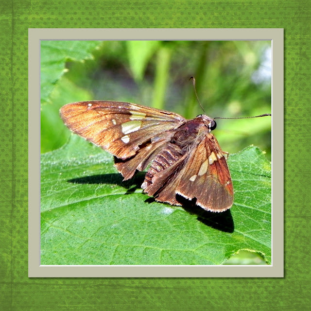 Power of the Flower: Butterfly Names (12 inch) In Search of....