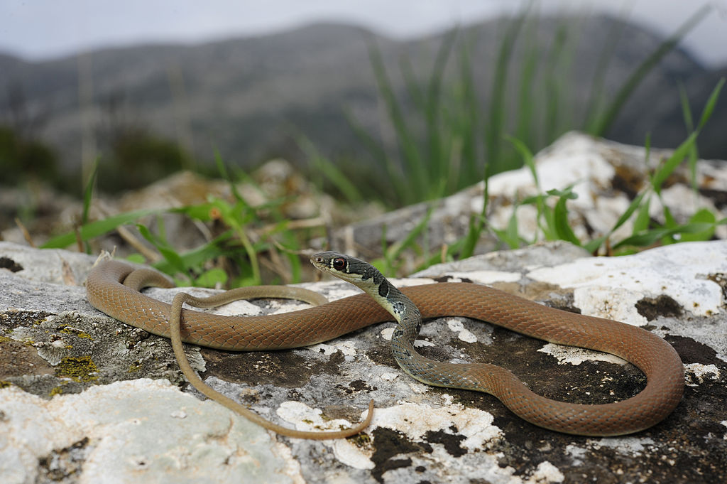 Balkan Wildlife: List of snakes in Bulgaria