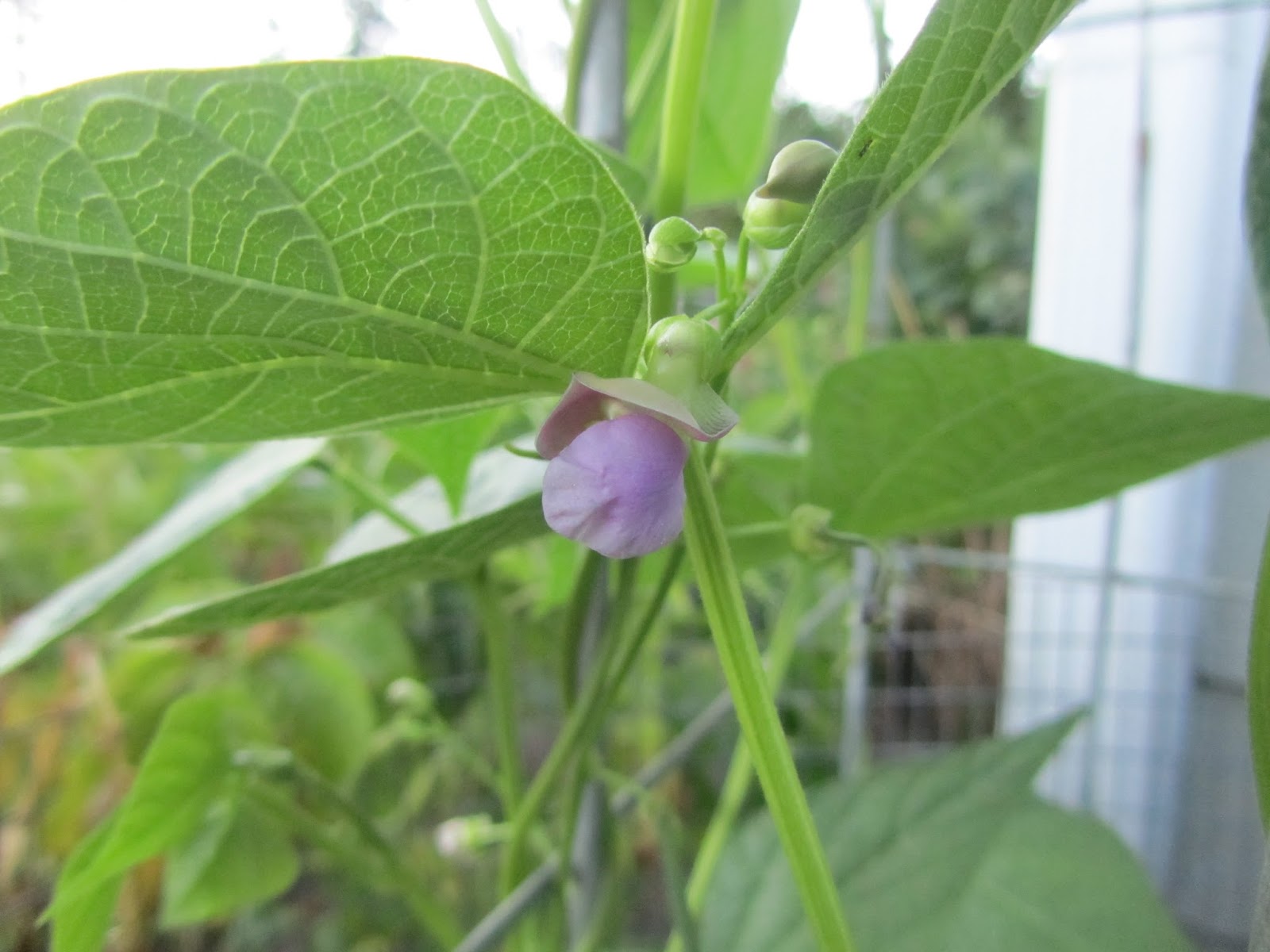 Four Hills of Squash: French Emerite Pole Filet Beans
