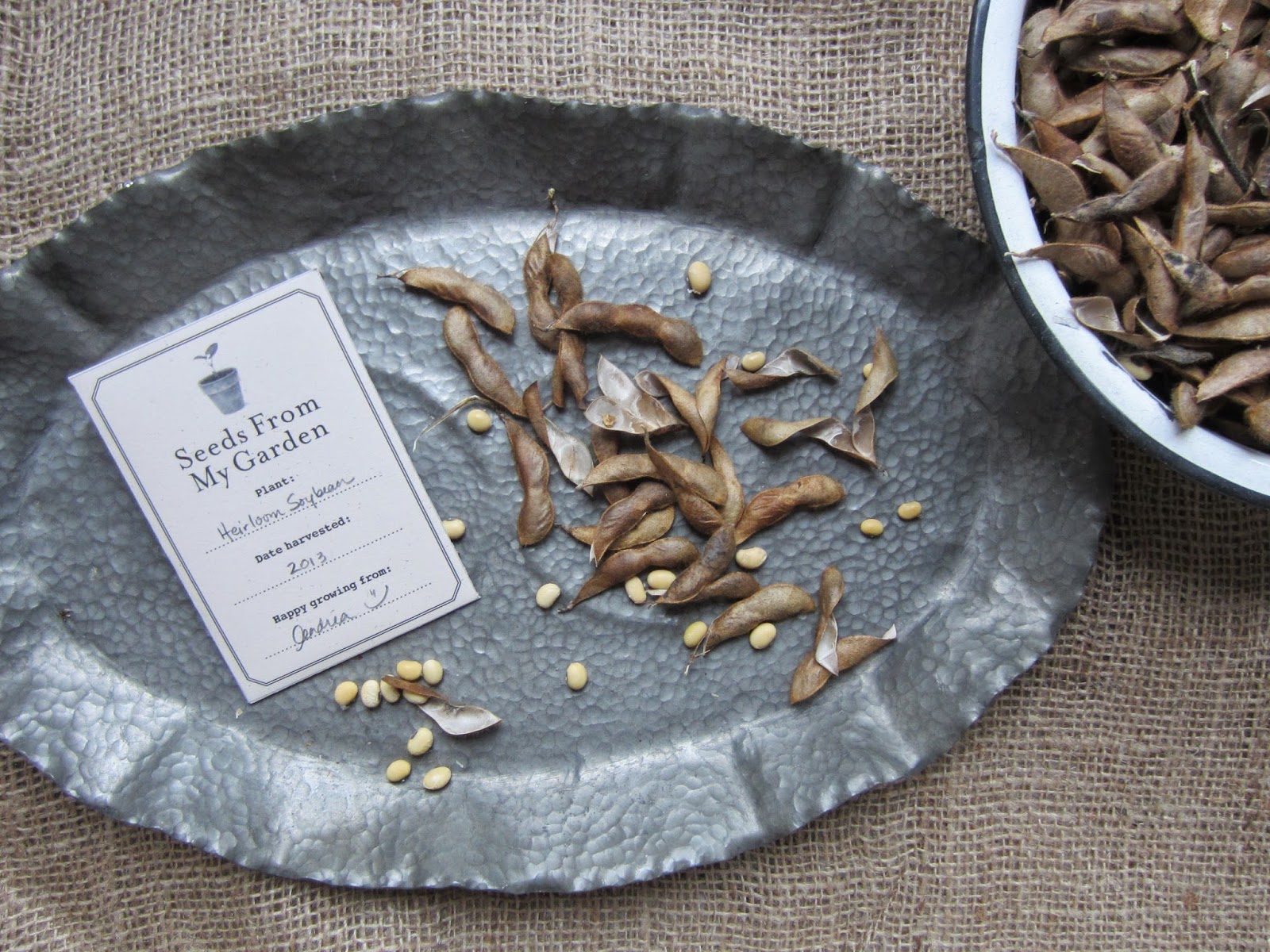 All Things Andrea: Special Seed Sharing