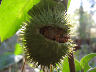 Open Pollinated Seeds Direct: Benefits of Open Pollinated Seeds