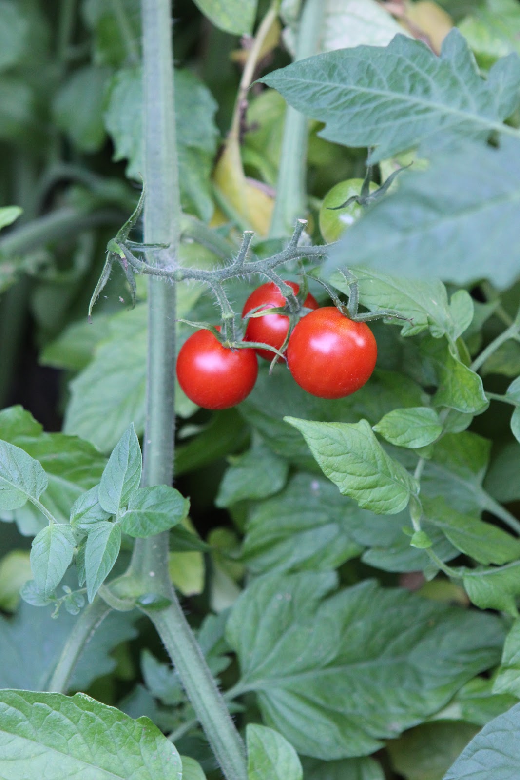 Romancing the Home: Tiny Tomatoes