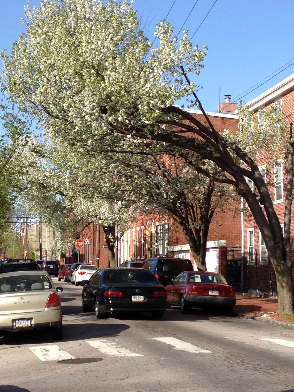 PHILLY TREES: CALLERYANA AD INFINITUM