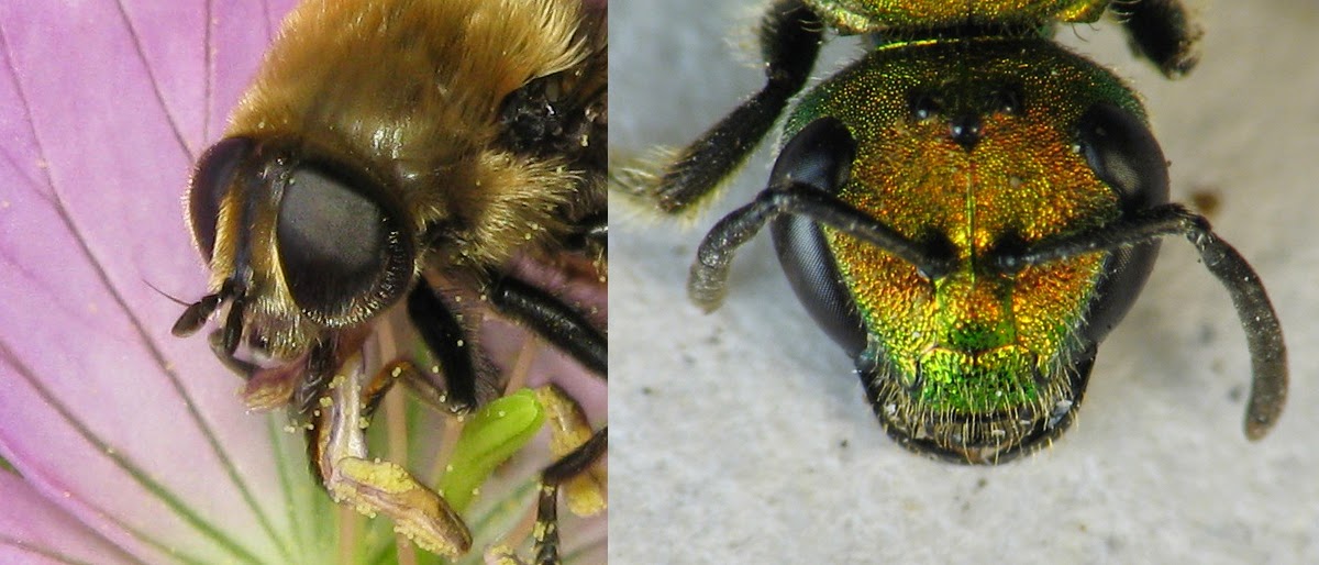 Pollinators: The Great Impersonators, flower flies