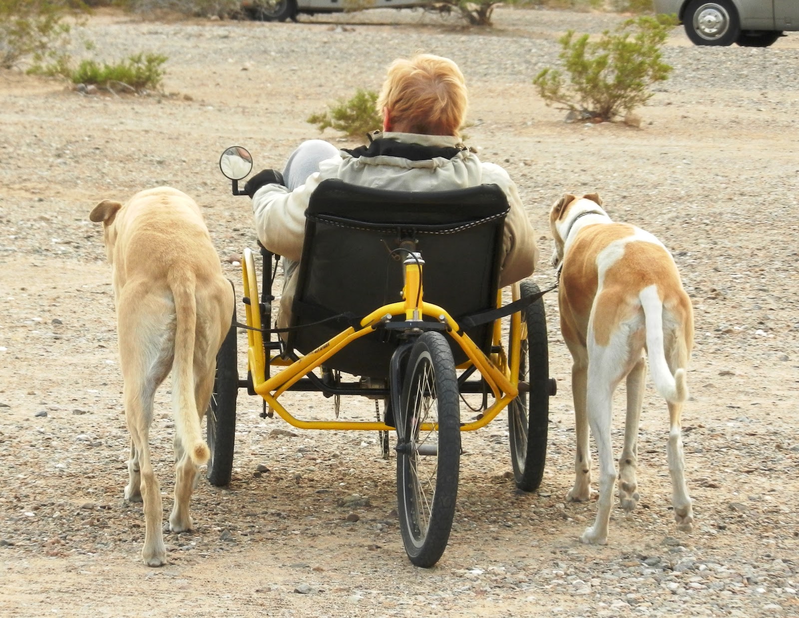 Me and My Dog ...and My RV: Rest in Peace, Val; Bike Rider; and New Foal