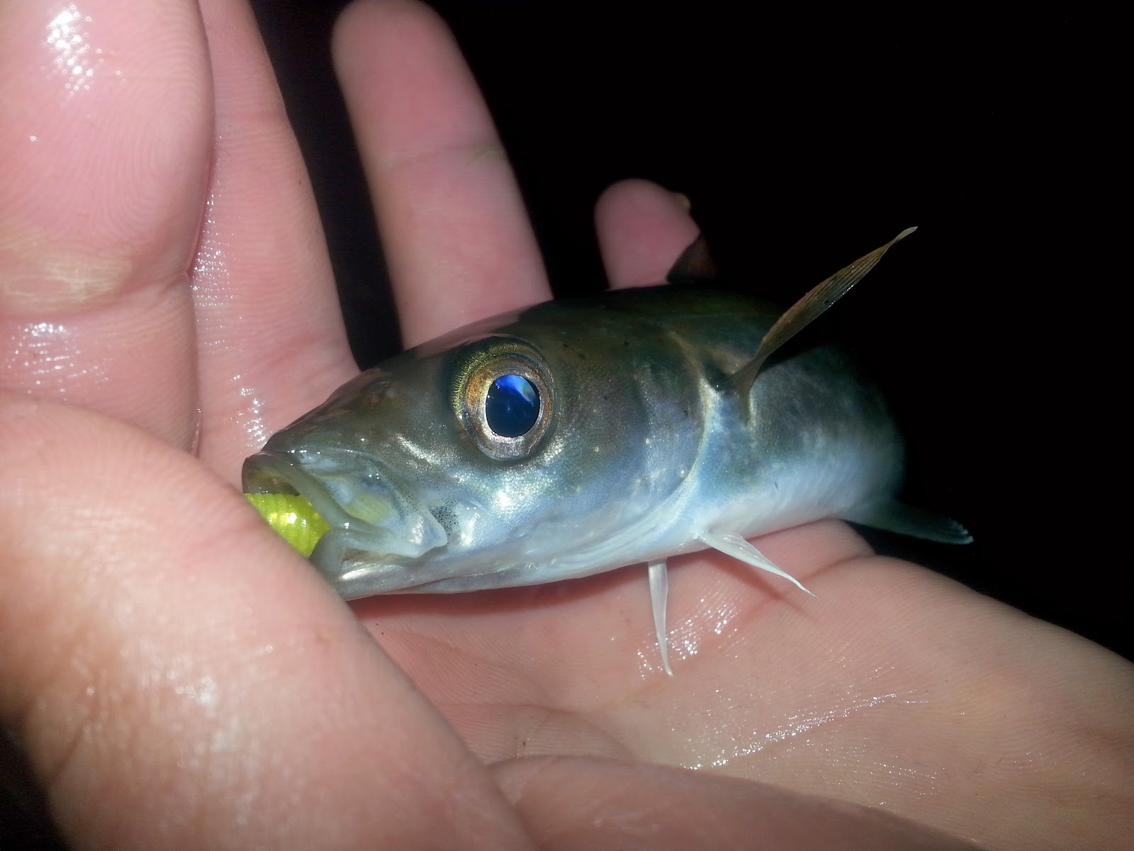 Luremaniac!: Quick fun with pollock and coalfish.