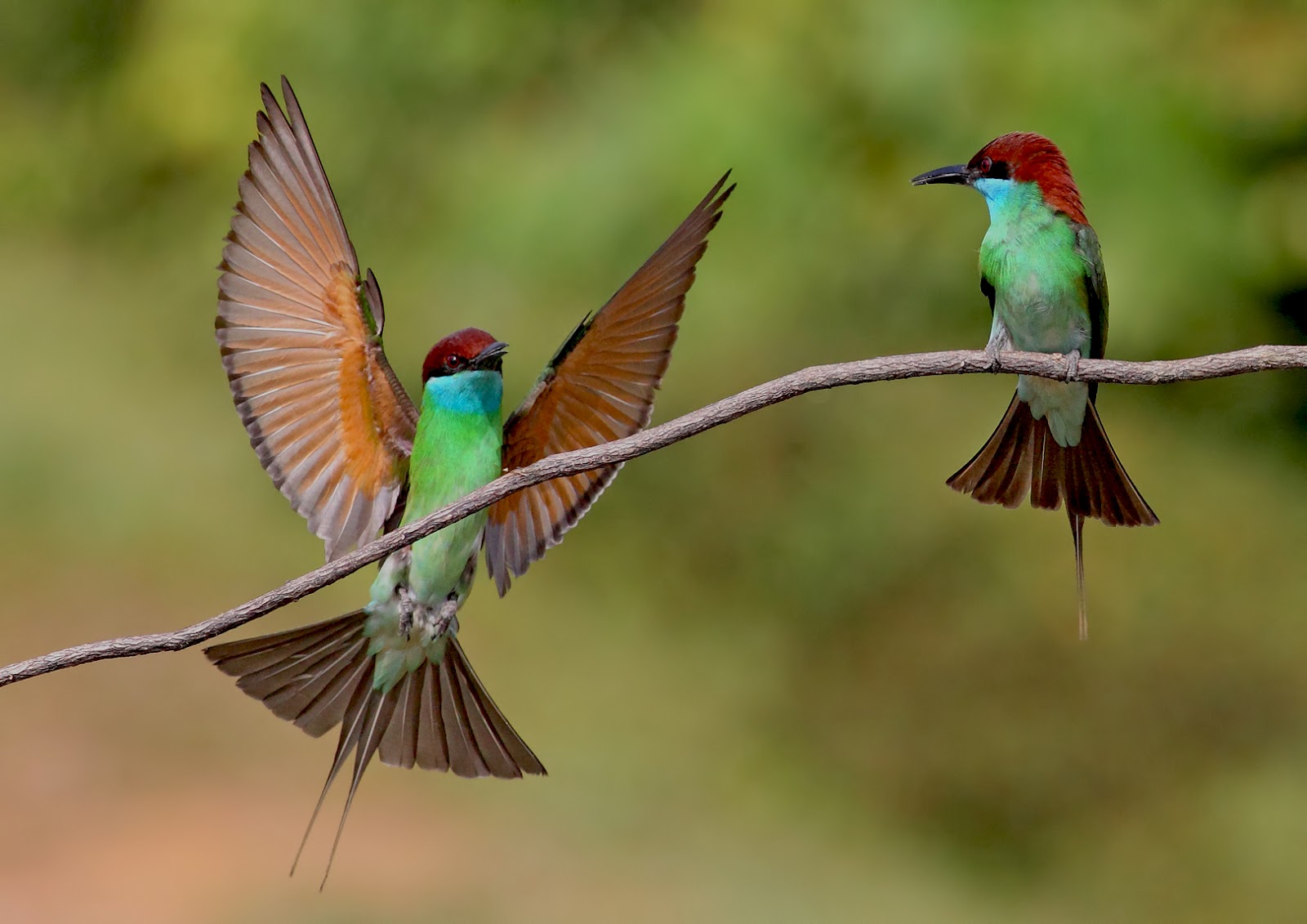 Blue-throated Bee-eater nesting in Penang