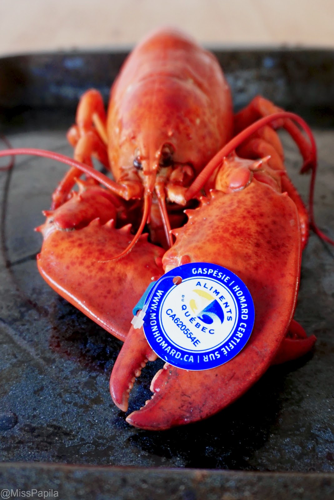 Miss Papila: Le homard de Monsieur Cloutier....