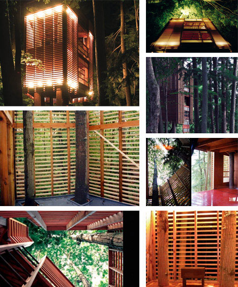 My Search for a Home: The World's Tallest Treehouses