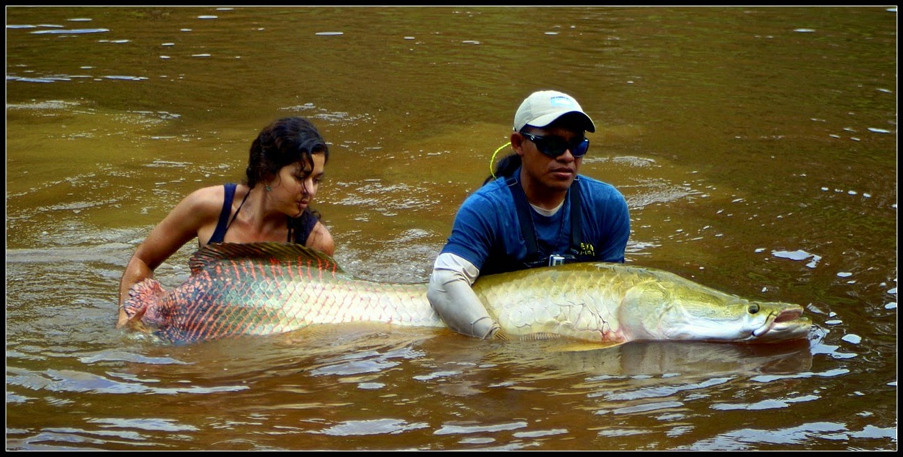 River Monster Arapaima