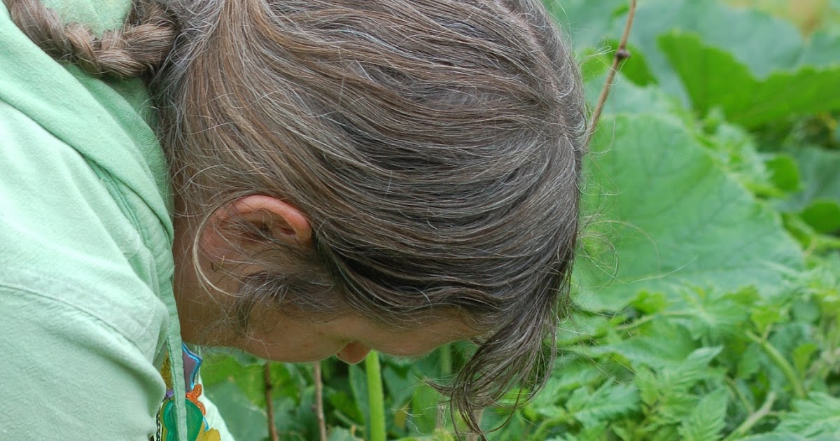 Daisy in the Garden: 1st Pollination of Gete -okosomin Squash flowers ...