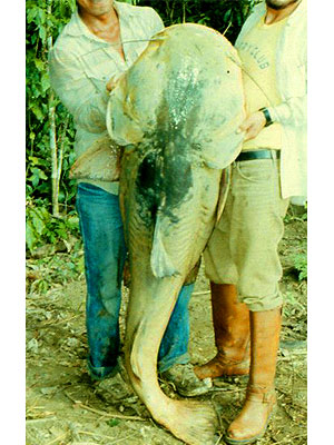 ANGLINGFRONTIERS.COM: FISH SPECIES OF THE BOLIVIAN AMAZON